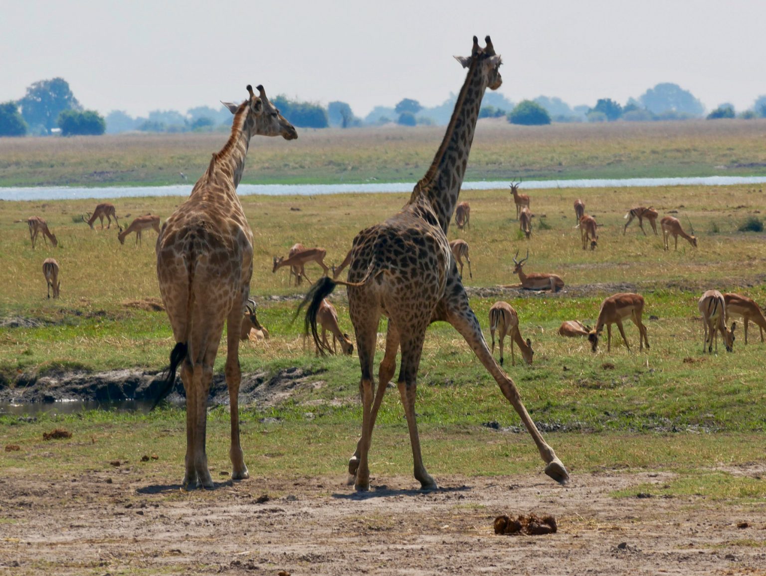 Protecting wonderful wildlife in Zambia | Our Moon